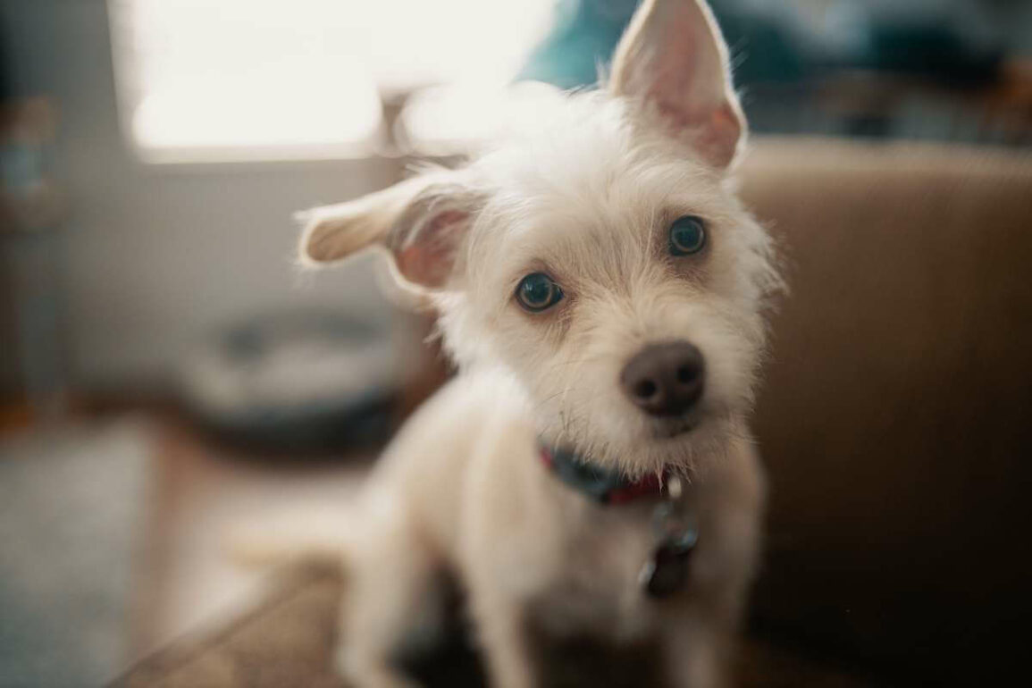 Why Does My Dog Stare At Me 5 Reasons Petlity why-does-my-dog-stare-at-me-5-reasons-petlity