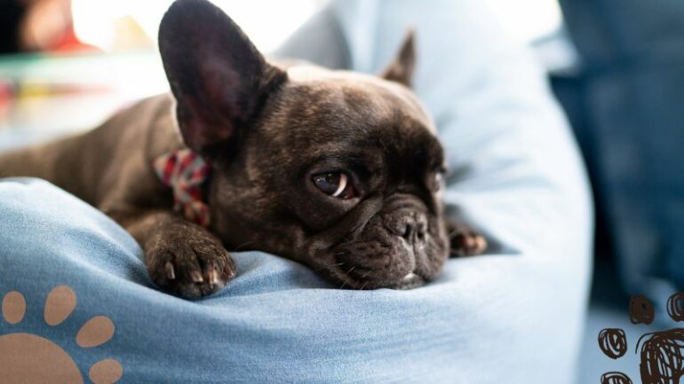 5 Reasons Your Dog Is Lethargic and Not Himself - Petlity