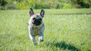 12 Things to Know Before Getting a French Bulldog Puppy - Petlity