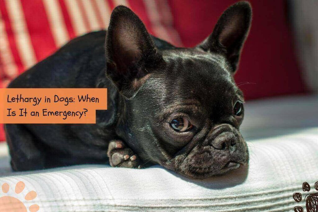 5 Reasons Your Dog Is Lethargic and Not Himself - Petlity