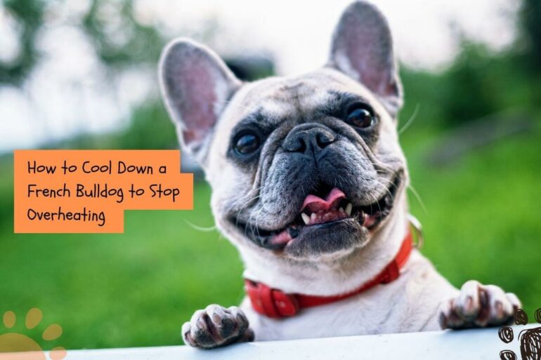 How to Cool Down a French Bulldog (STOP Overheating) - Petlity