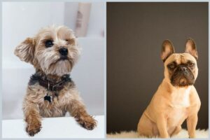 Guide to French Bulldog Yorkie Mix (The Frorkie) - Petlity