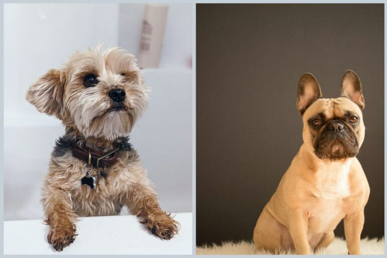 Guide to French Bulldog Yorkie Mix (The Frorkie) - Petlity