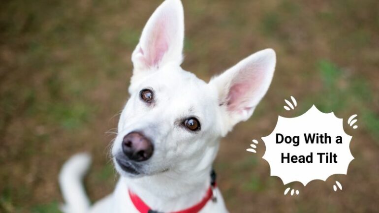 Understanding Your Dog's Body Language - Petlity