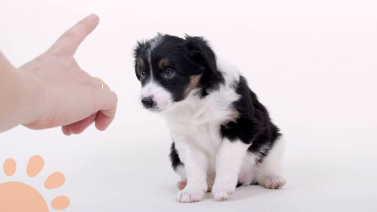 Why Does My Dog Hump My Arm? (Reasons + Solutions) - Petlity Why Does My Dog Hump My Arm? (Reasons + Solutions) - Petlity