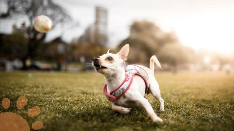 Why Does My Dog Hump Me? (+ How to Stop It) - Petlity