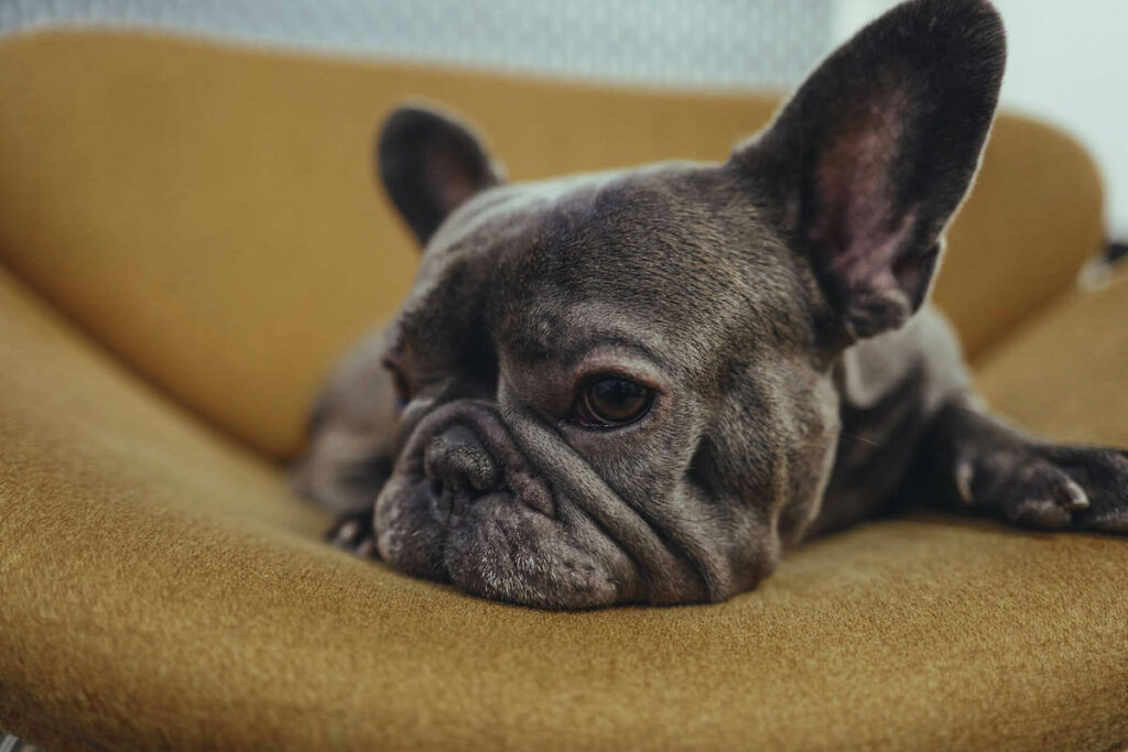20 Most Common French Bulldog Health Problems - Petlity