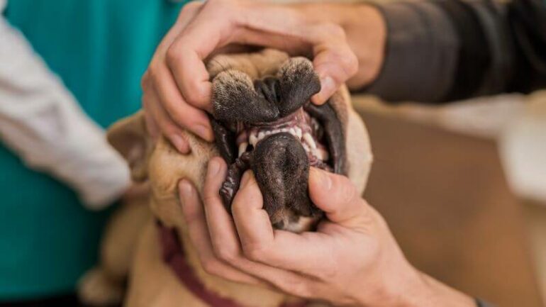 French Bulldog Teeth (Structure + Health Concerns) - Petlity