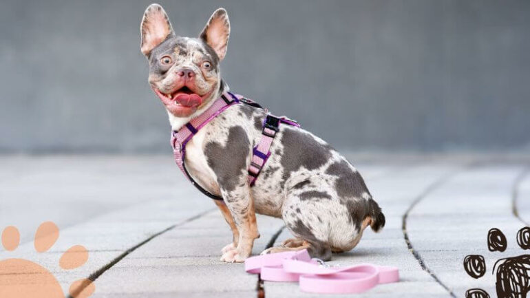 Merle French Bulldogs (Rare, Exotic, and EXPENSIVE) - Petlity