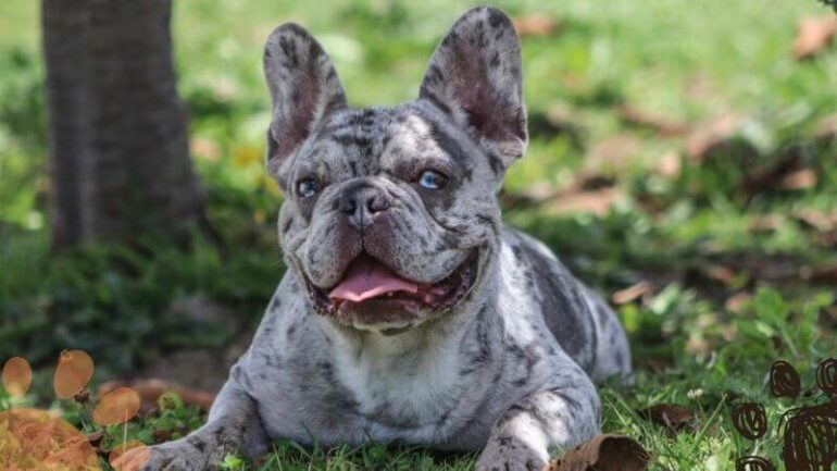 Merle French Bulldogs (Rare, Exotic, and EXPENSIVE) - Petlity