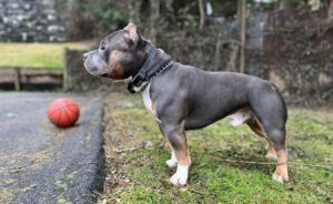 What is a Pocket Bully? (Dog Breed Overview + Facts!) - Petlity