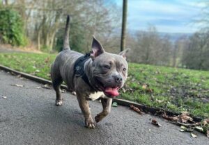 What is a Pocket Bully? (Dog Breed Overview + Facts!) - Petlity