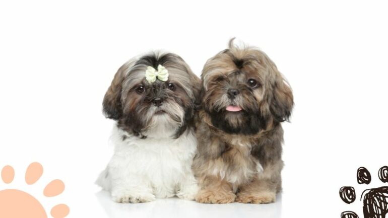 19 Shih Tzu Colors, Patterns, and Markings (With Pictures) - Petlity