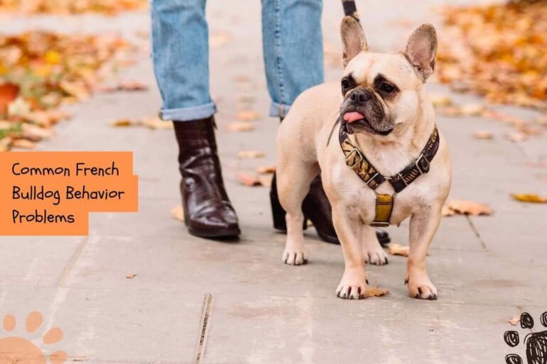 10 French Bulldog Behavior Problems (Stop Them NOW!) - Petlity