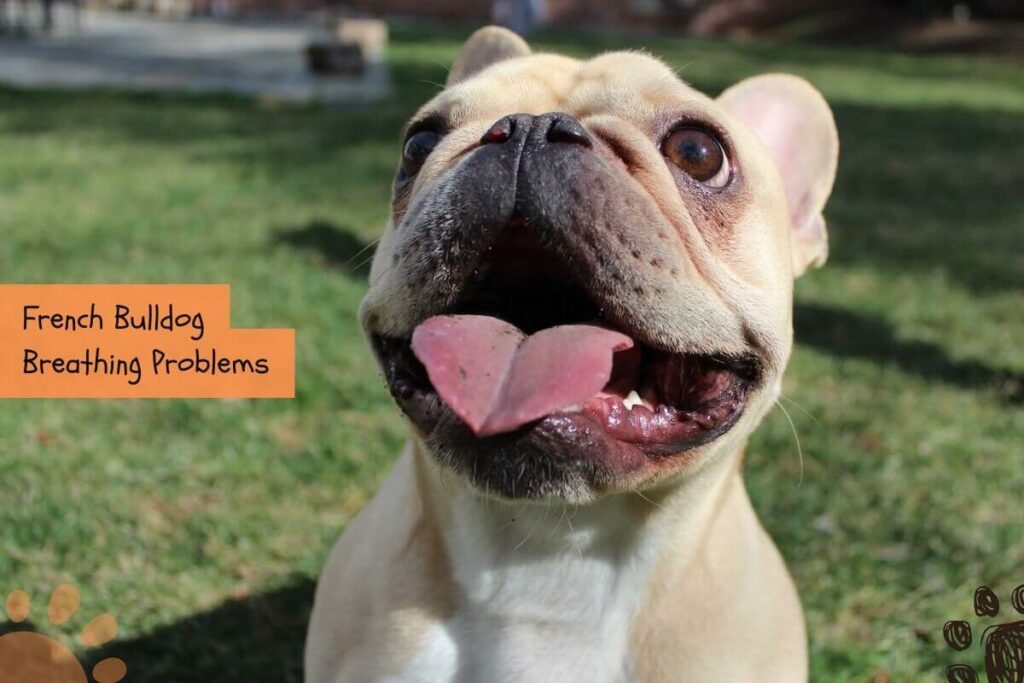 French Bulldog Breathing Problems (You SHOULD Know!) - Petlity