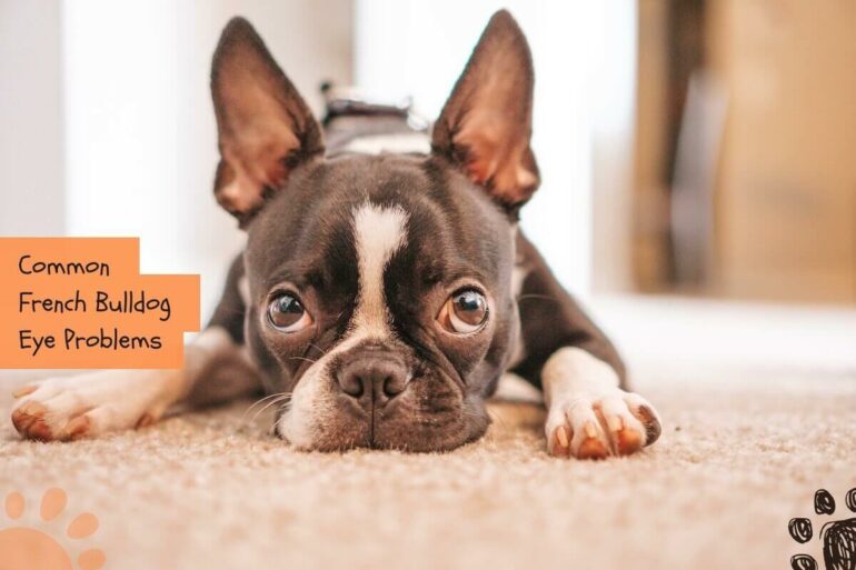 Common French Bulldog Eye Problems (EXPLAINED) - Petlity