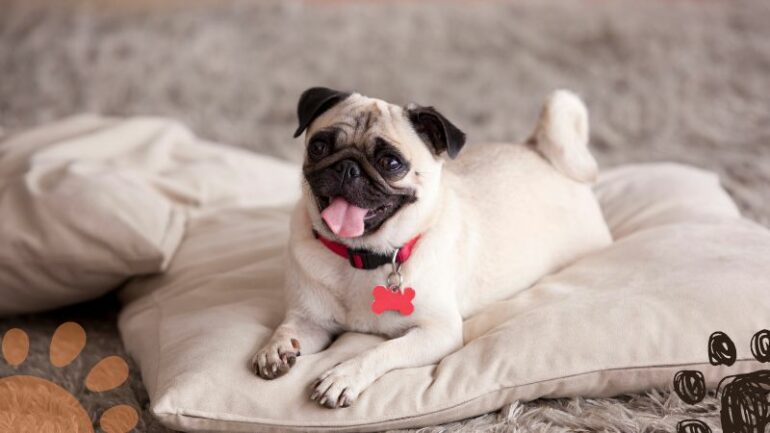 Top 10 Best Apartment Dogs (for Small Spaces) - Petlity