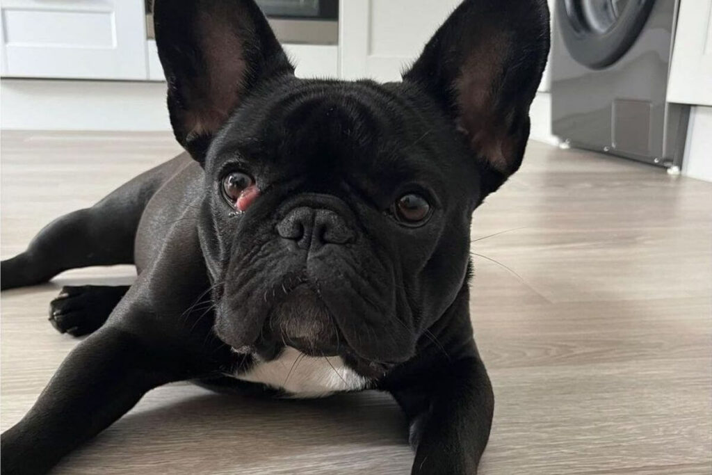 French Bulldog Cherry Eye (What Is It and How to Treat It?) - Petlity