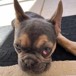 French Bulldog Cherry Eye (What Is It and How to Treat It?) - Petlity