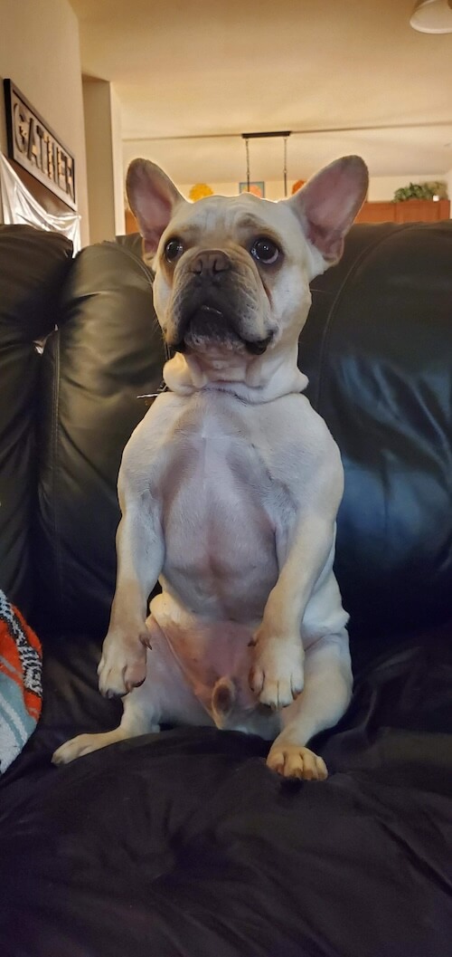 10 Hilarious Things Only French Bulldog Owners Would Understand - Petlity